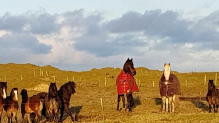 Home - Ross Beach Family Farmhouse B&B